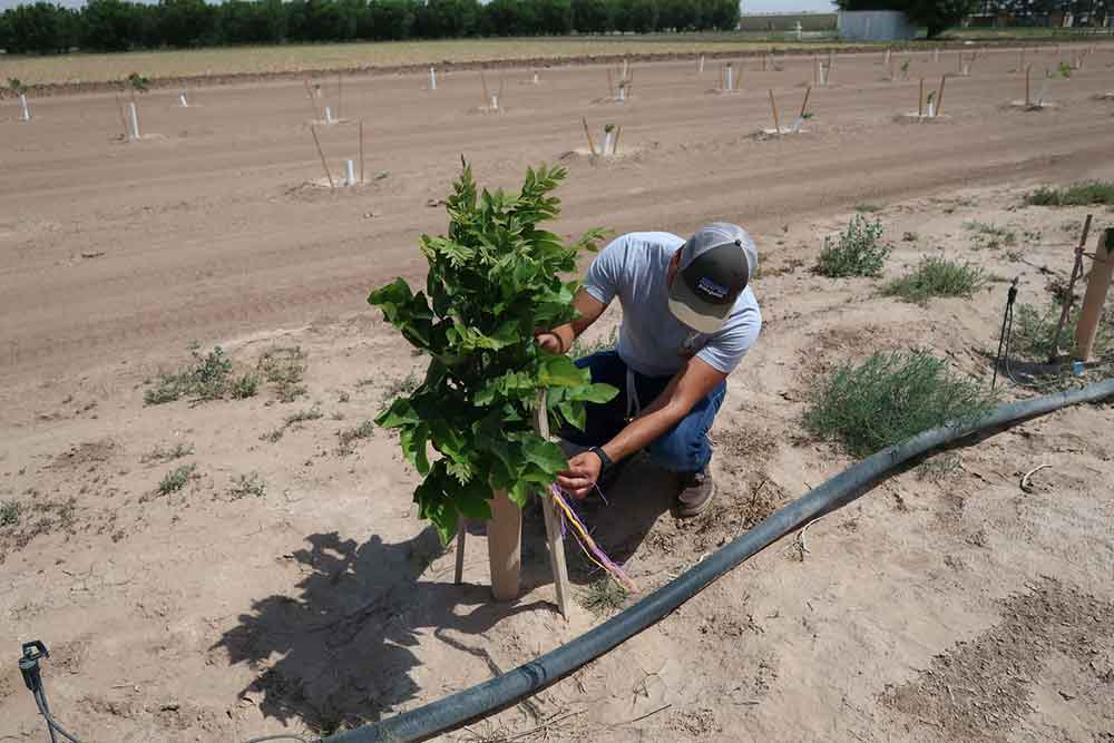 Pecan Genetics and Development Home | New Mexico State University | BE ...